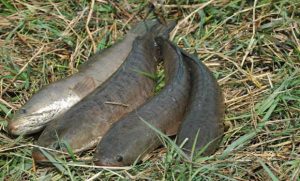 รวม 15 ปลาไทย โอเมก้า 3 สูง กินแล้วฉลาด ความจำดี - Amarin Baby & Kids