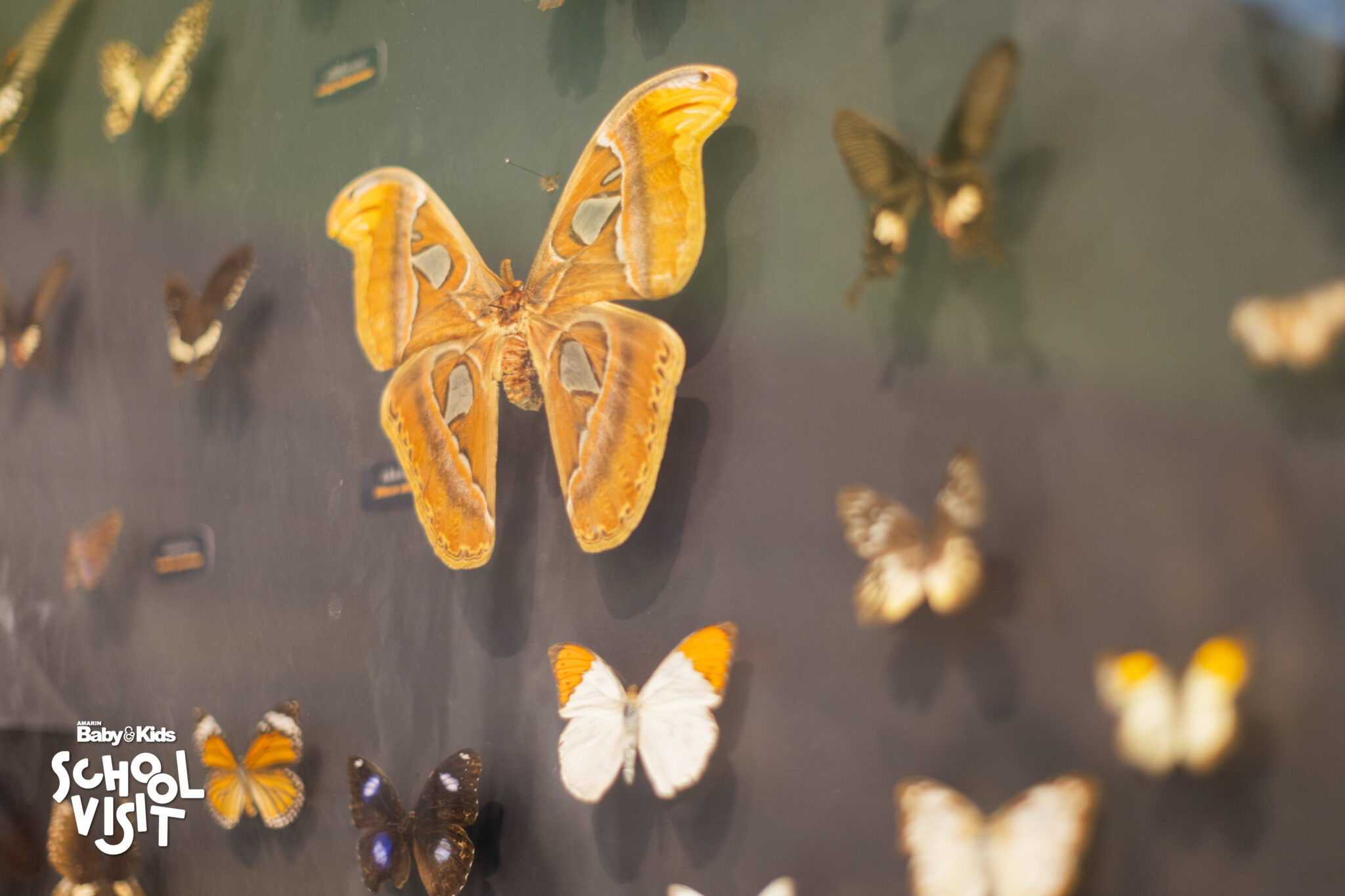 นิทรรศการ Beauty and the Beast เรียนรู้เรื่องผีเสื้อและแมลงสาบ ที่ ...